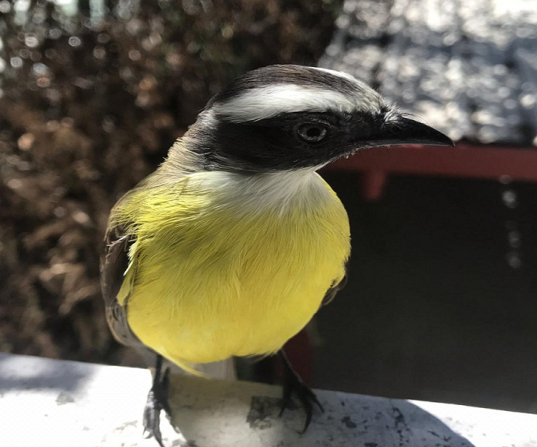 Avistamiento de chatía en la UFM - El Amigo de la Marro