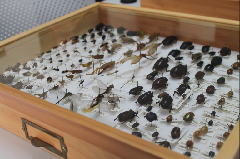 Arboretum UFM cuenta con una nutrida colección de insectos - El Amigo ...