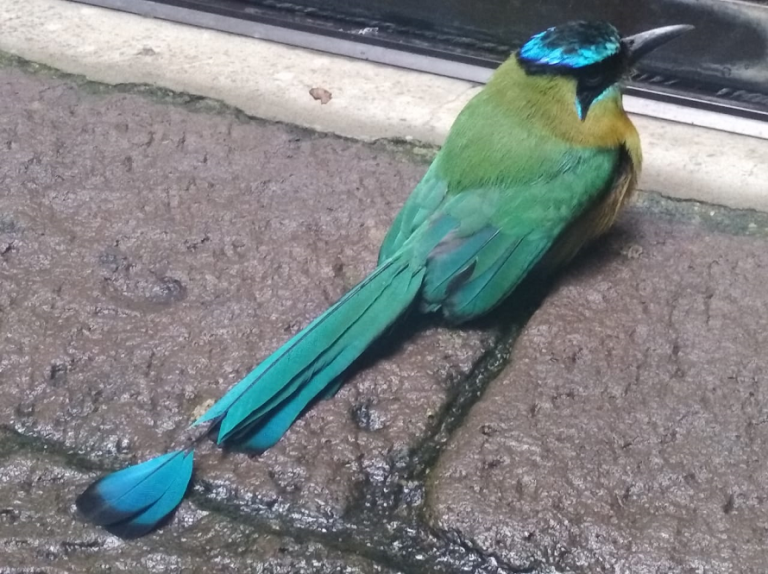 Avistamiento de mot mot en la UFM - El Amigo de la Marro