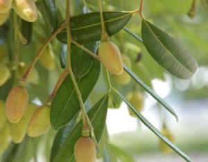 Quince árboles de bosque montano en la UFM - El Amigo de la Marro