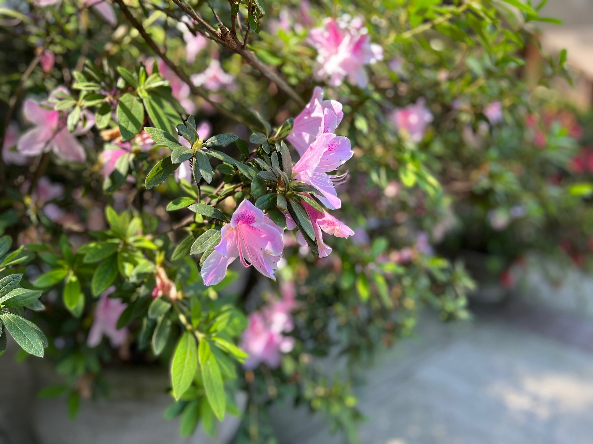 Azaleas pintan de colores el campus - El Amigo de la Marro