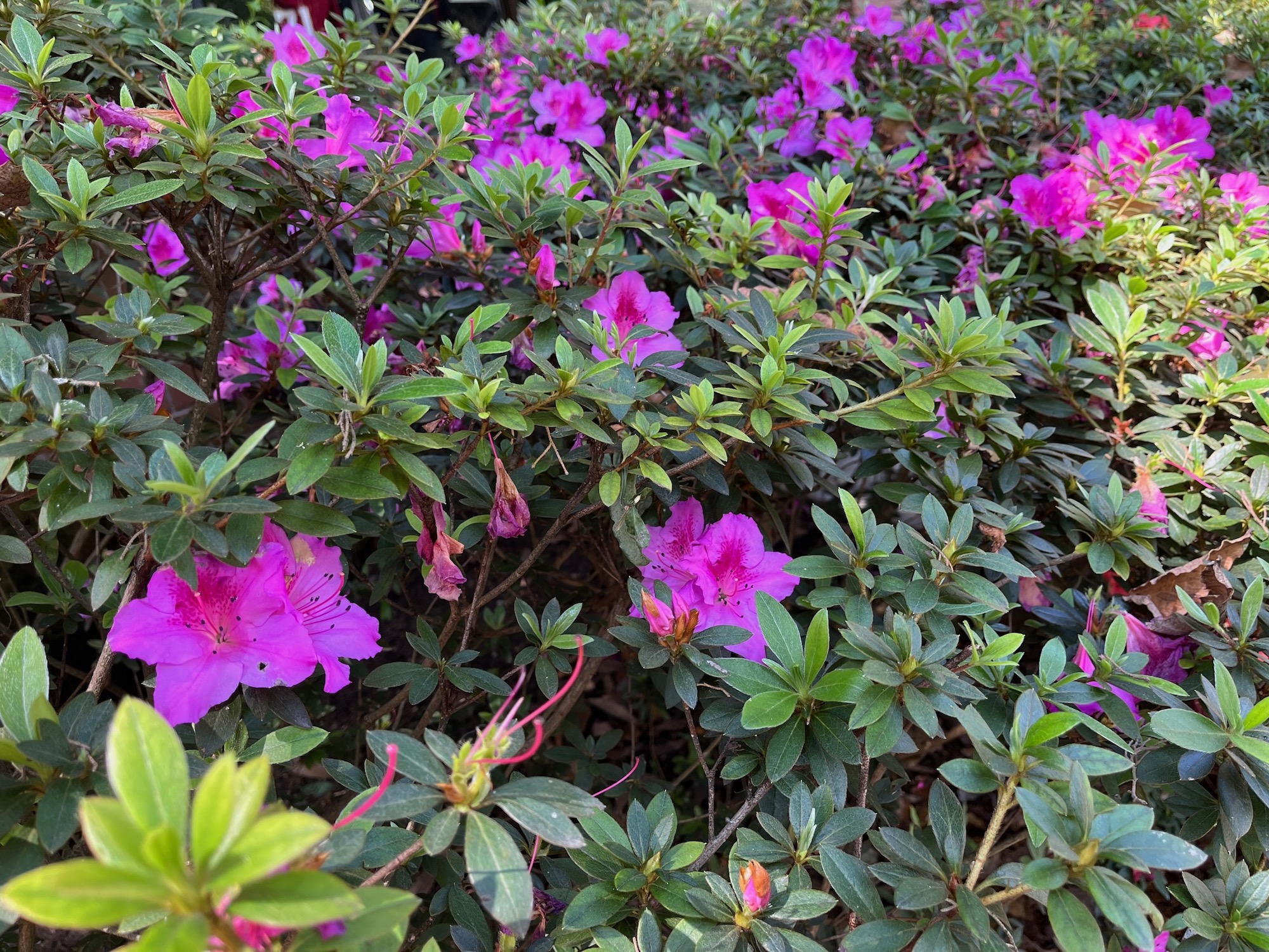 Azaleas pintan de colores el campus - El Amigo de la Marro