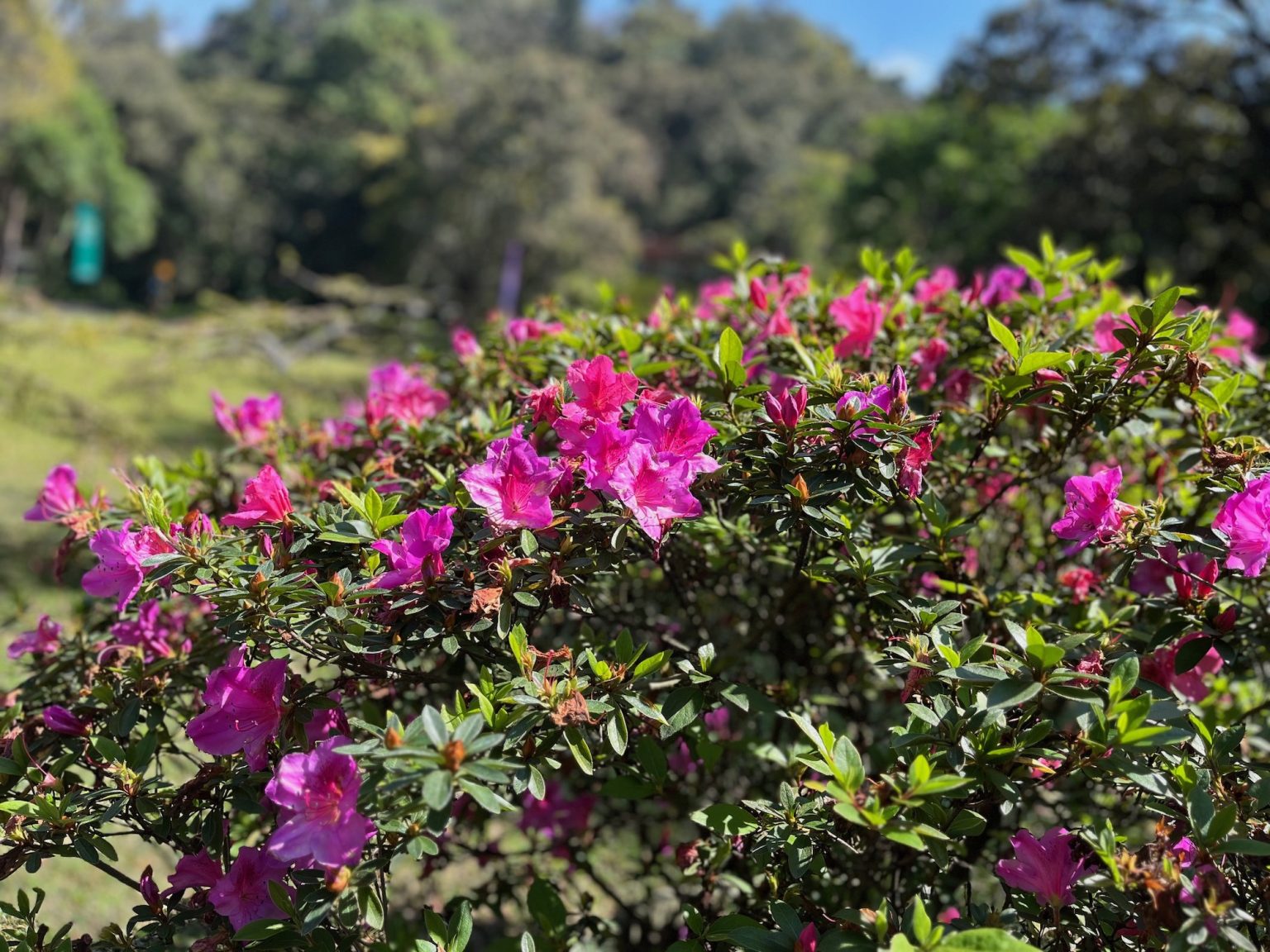 Azaleas pintan de colores el campus - El Amigo de la Marro