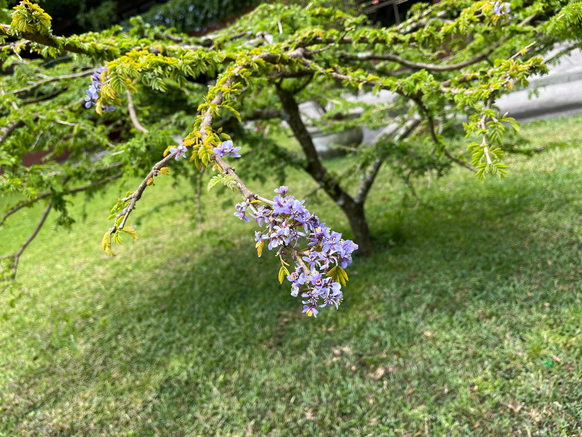Descubre la exuberante belleza del guayacán en el jardín Manuel F. Ayau ...