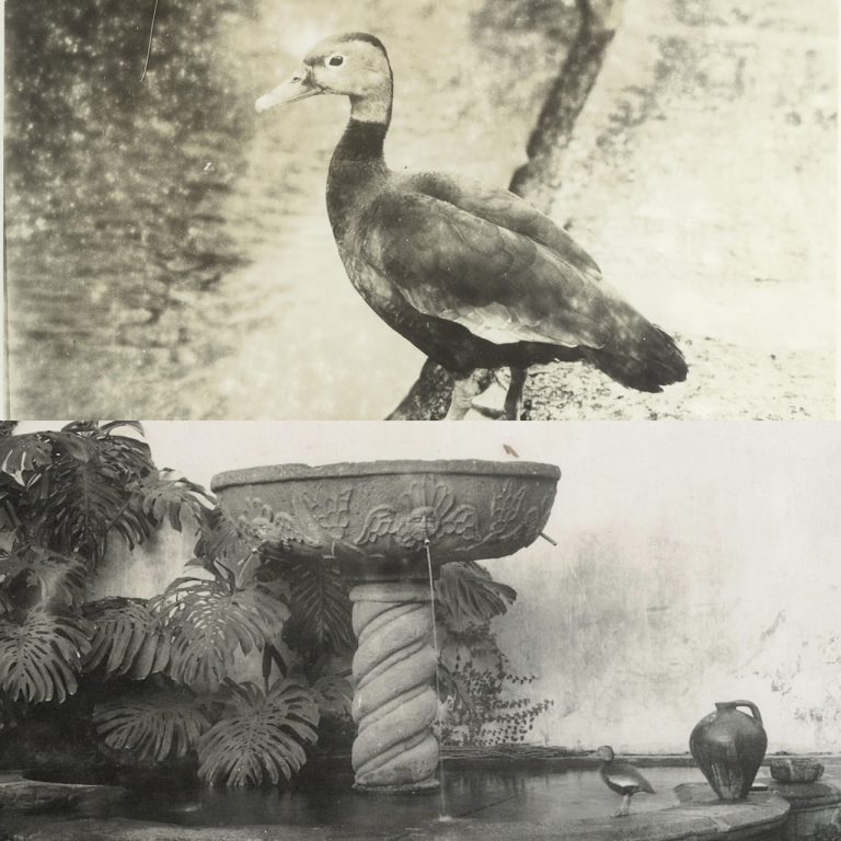 Casa Popenoe, pijijes y el legado de Wilson Popenoe y Cruz Enrique ...