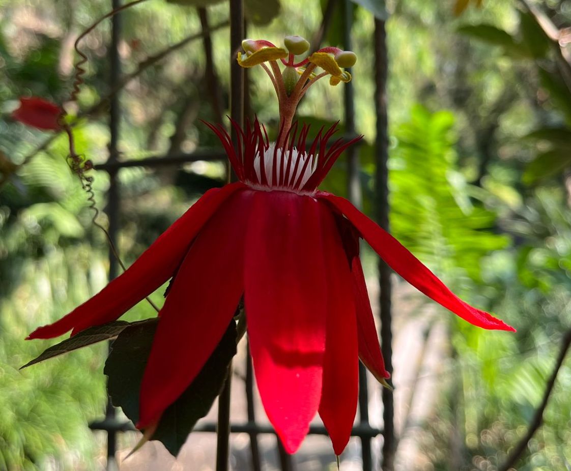 ¿Ya viste las flores de la pasión? - El Amigo de la Marro