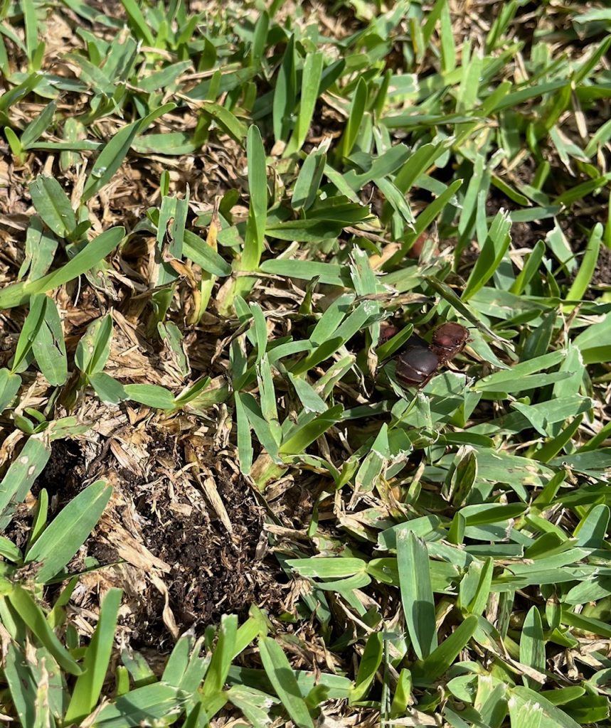 ¡Ya llegaron los zompopos de mayo! - El Amigo de la Marro