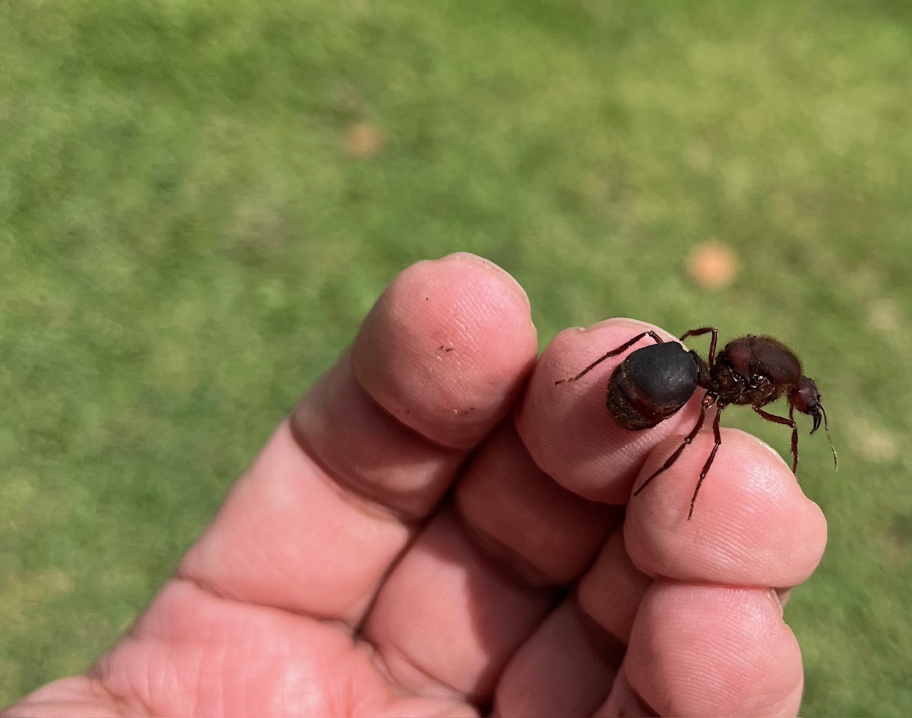 240612-ufm-arboretum-zompopo-de-mayo - El Amigo de la Marro