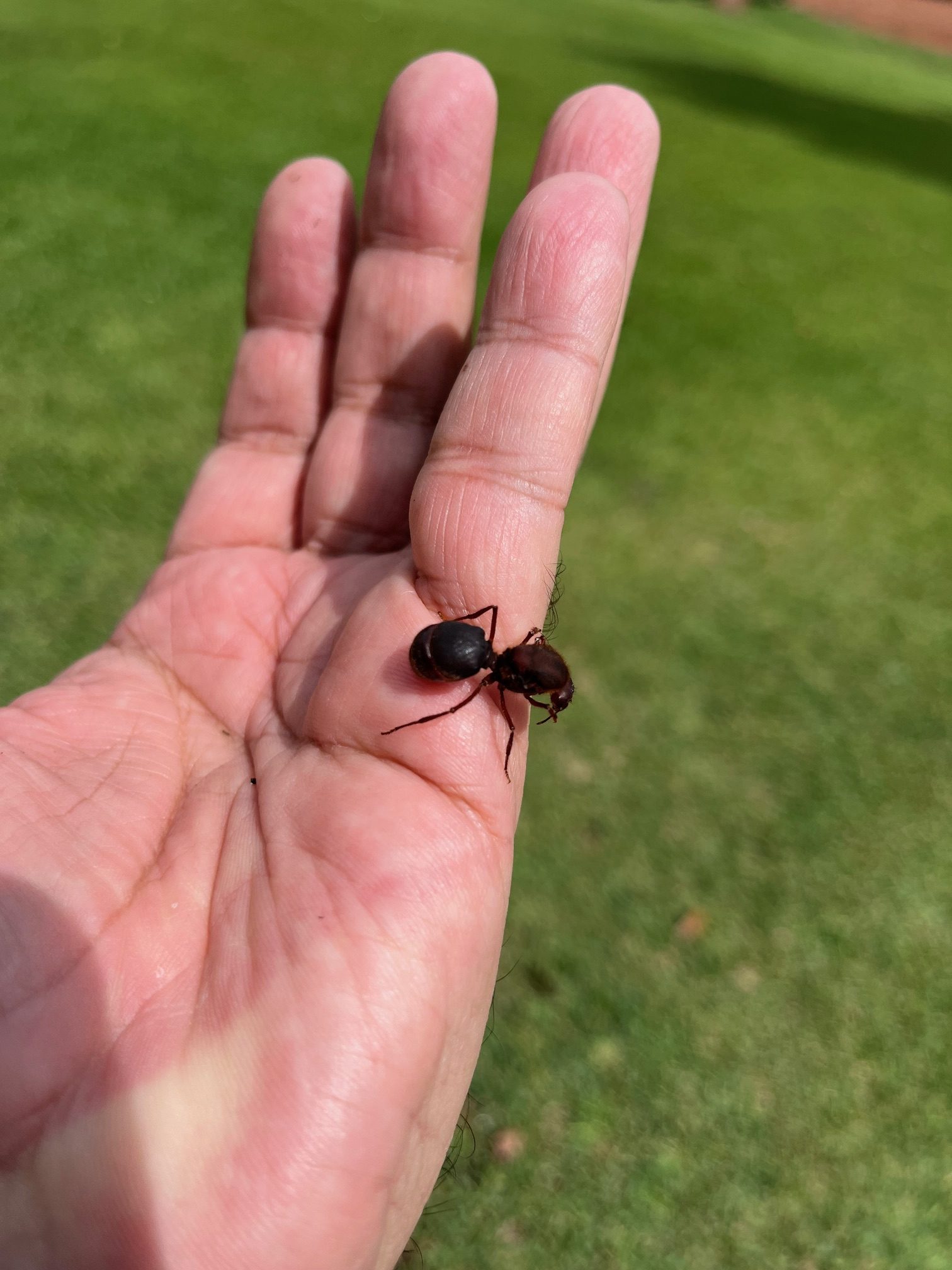 240612-zompopo-de-mayo-ufm-arboretum - El Amigo de la Marro