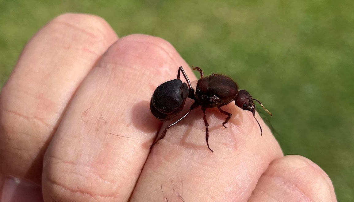 ¡Ya llegaron los zompopos de mayo! - El Amigo de la Marro