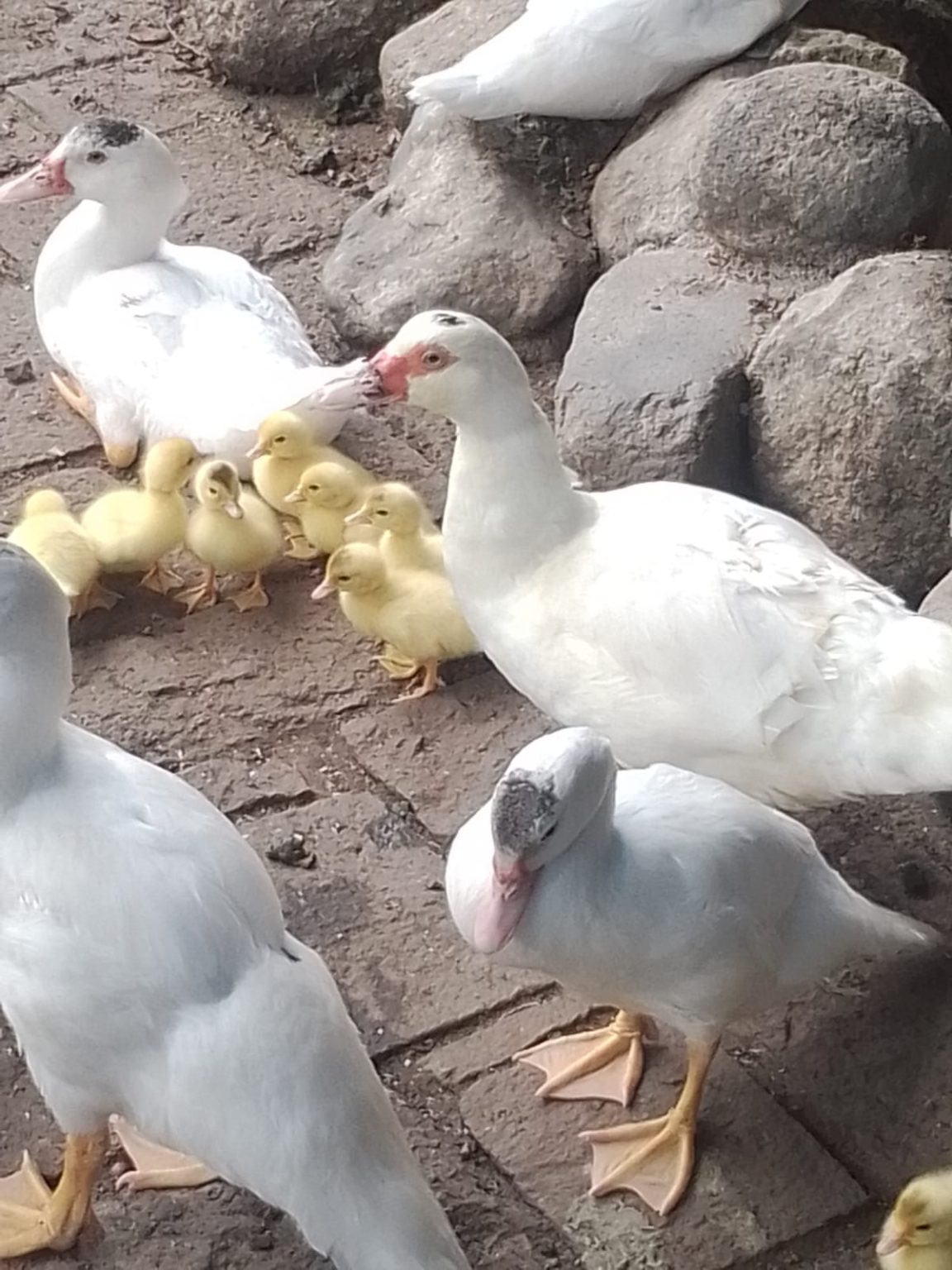 Patitos y naturaleza: vida en la UFM - El Amigo de la Marro