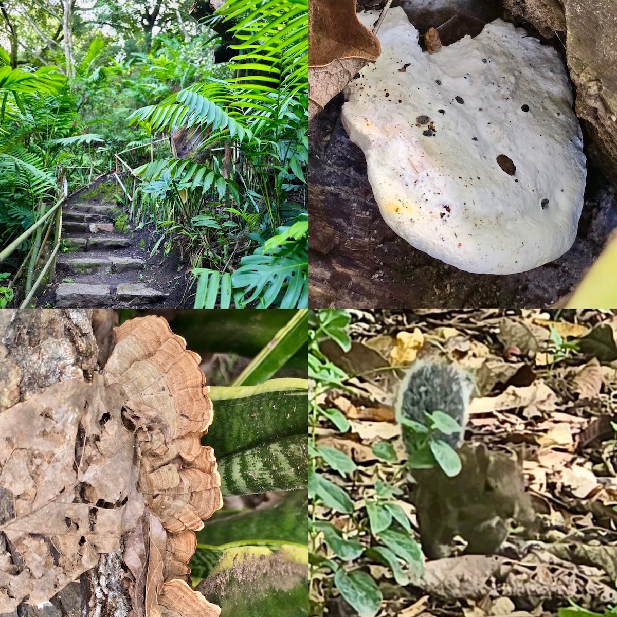 250725-arboretum-ufm-naturaleza-5 - El Amigo de la Marro